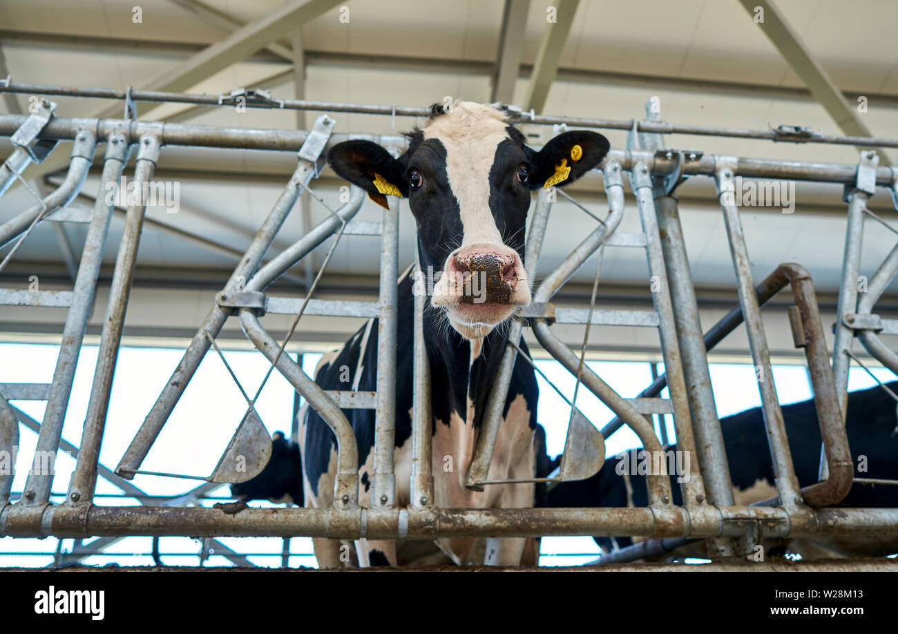 beautiful cows in a modern barn Stock Photo - Alamy