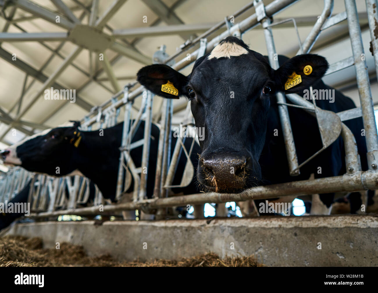 beautiful cows in a modern barn Stock Photo - Alamy