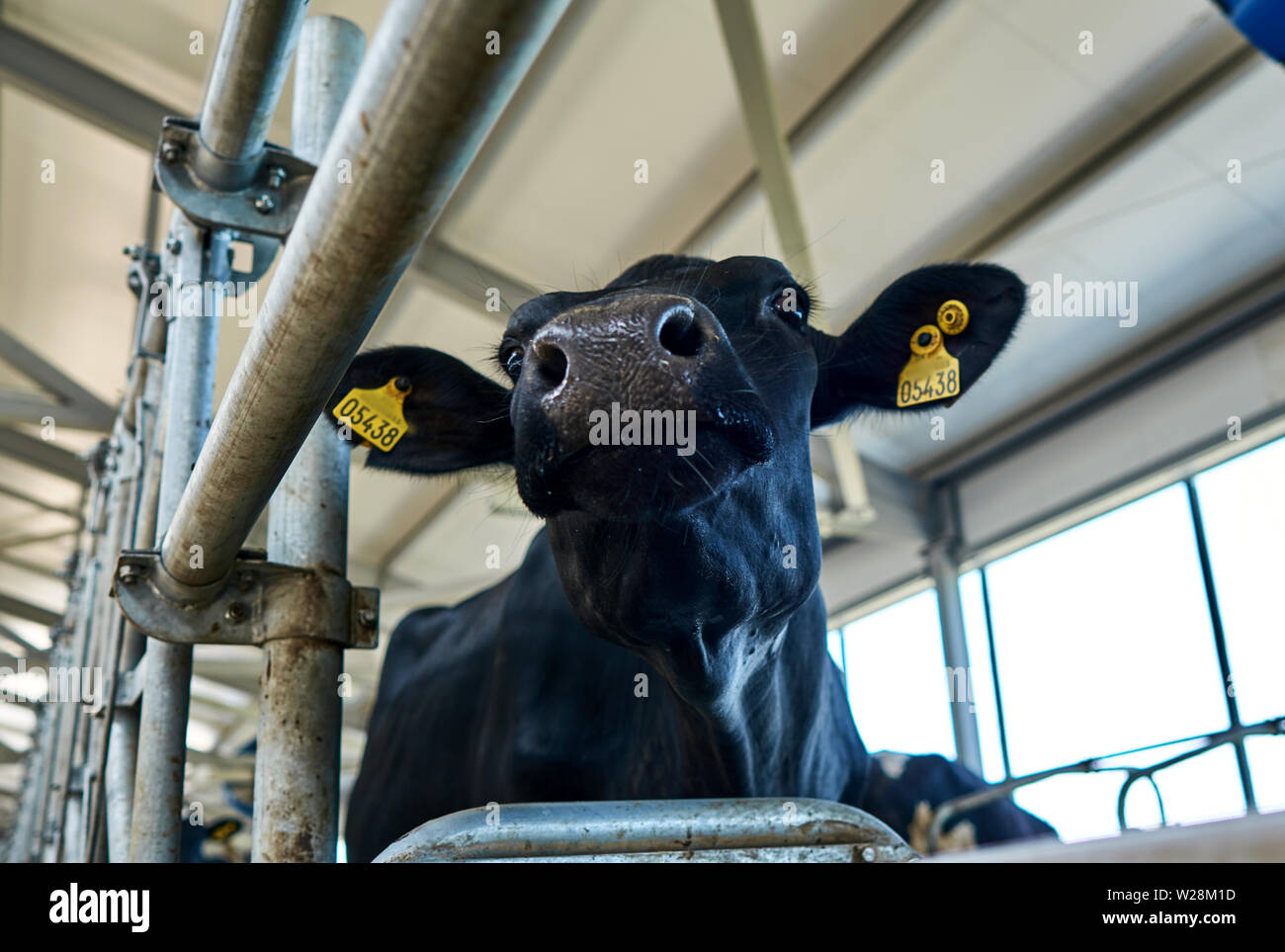 beautiful cows in a modern barn Stock Photo - Alamy