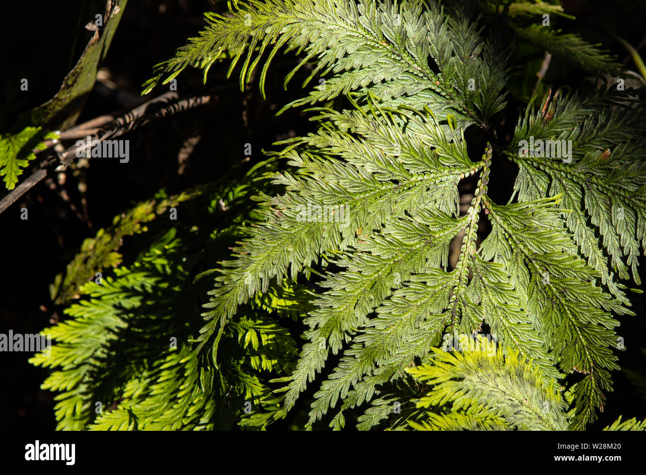 Natural leaf patterns hi-res stock photography and images - Alamy