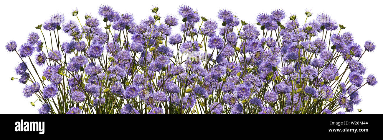 Purple wild flowers in row on white background Stock Photo - Alamy