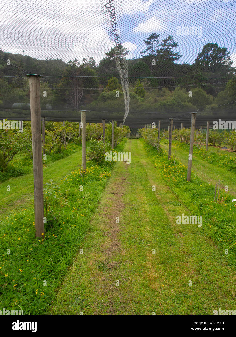 Bird Netting Over Rows Of Blueberry Bushes Stock Photo - Alamy