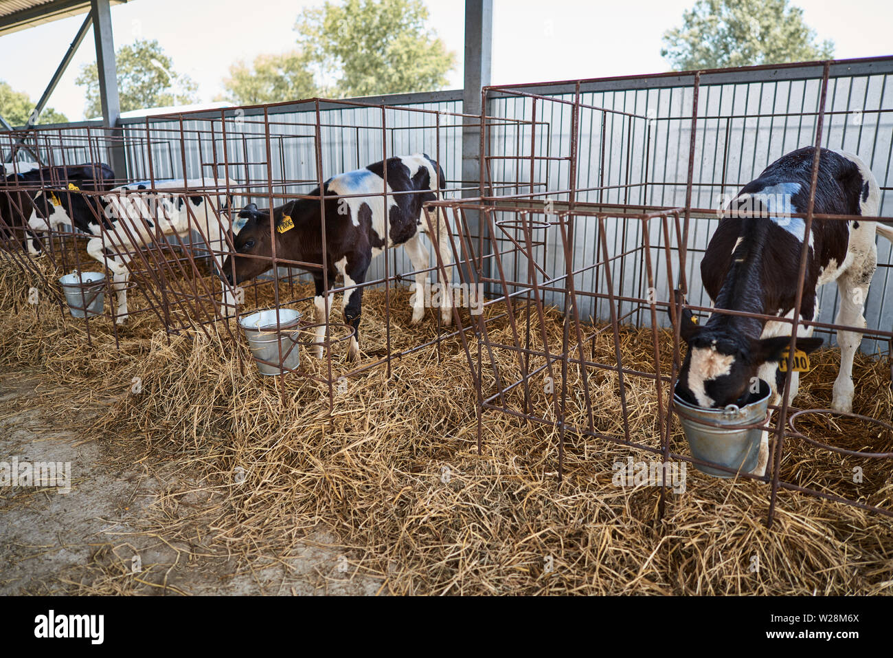 young calves on the farm Stock Photo - Alamy