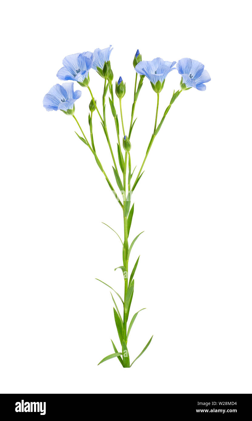 Flax plant stem hi-res stock photography and images - Alamy