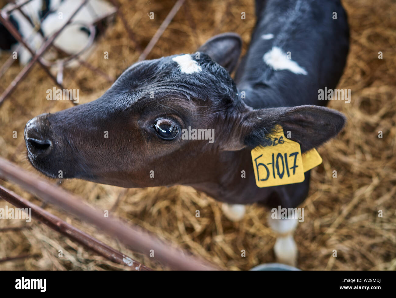 young calves on the farm Stock Photo - Alamy