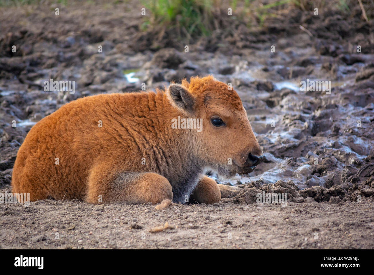 Baby American Bison