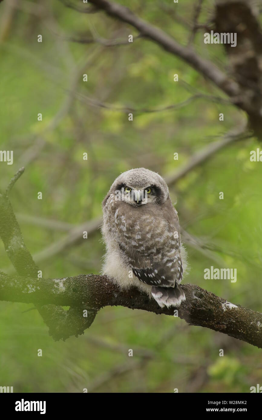 Still flightless hi-res stock photography and images - Alamy