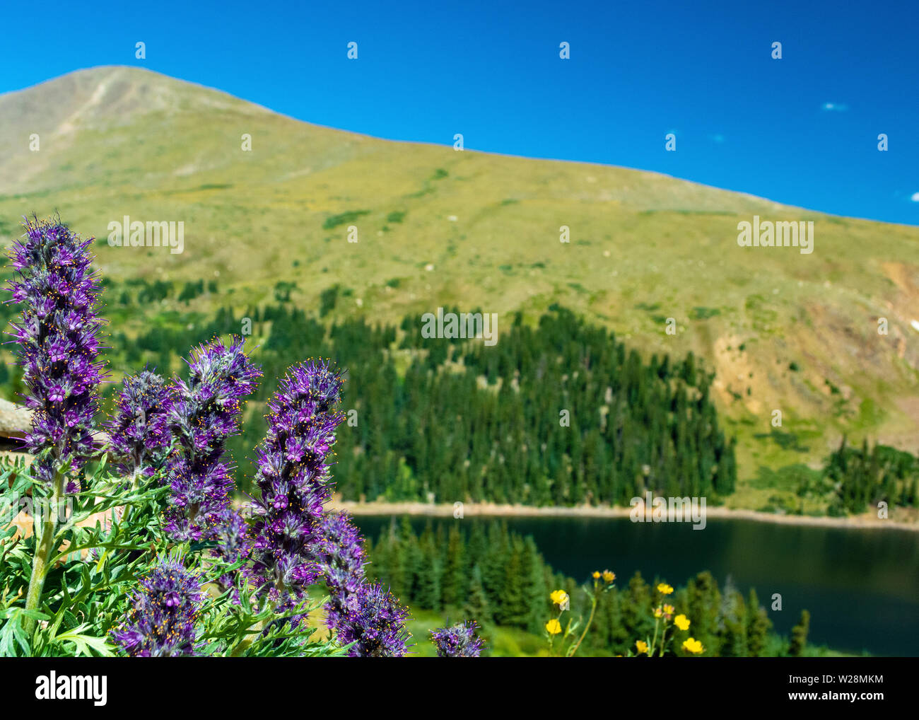 Phacelia Sericea Purple Fringe Flowers by a lake in the Colorado ...