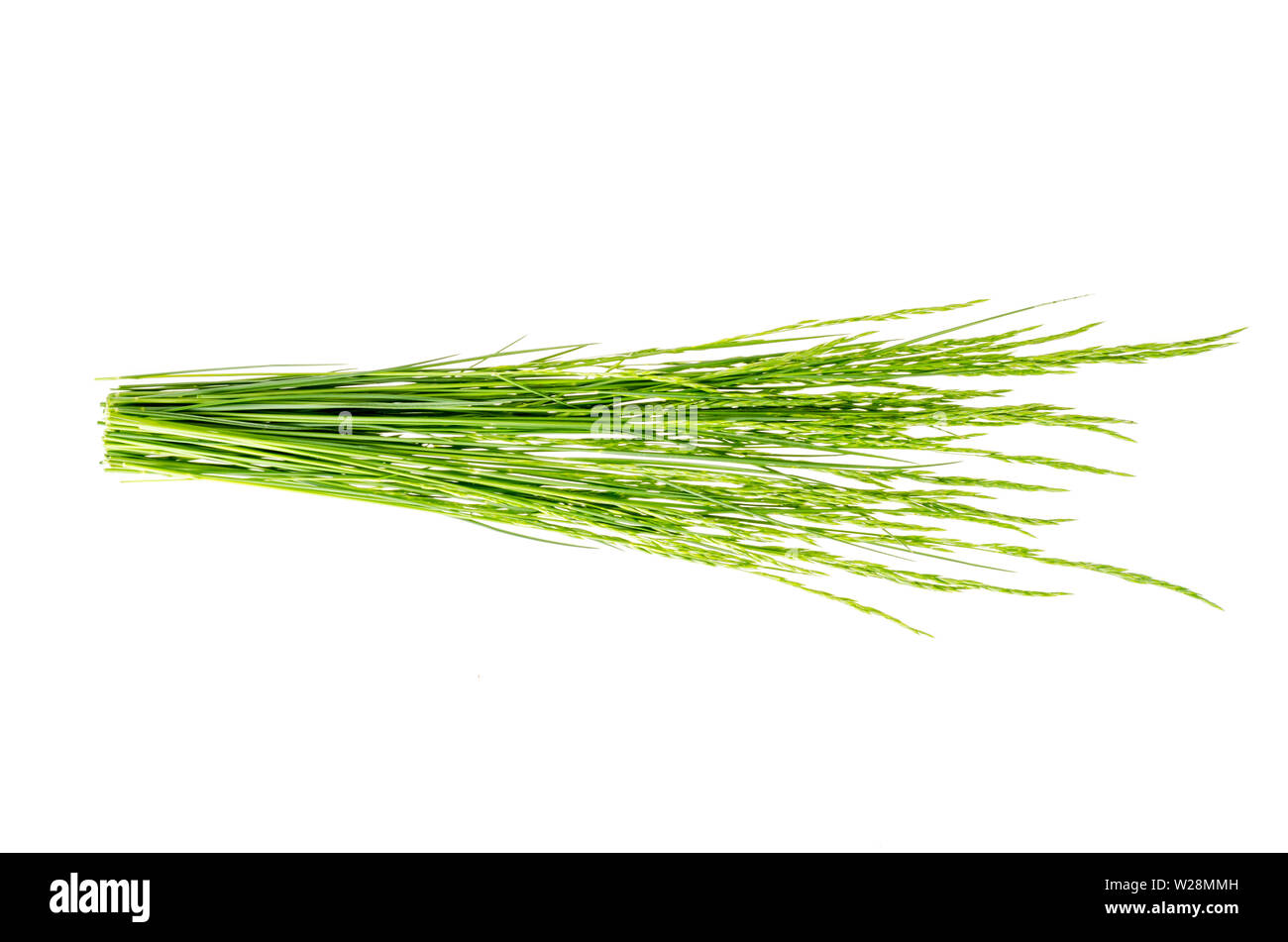 Bunch of wild green field grass isolated on white background Stock ...