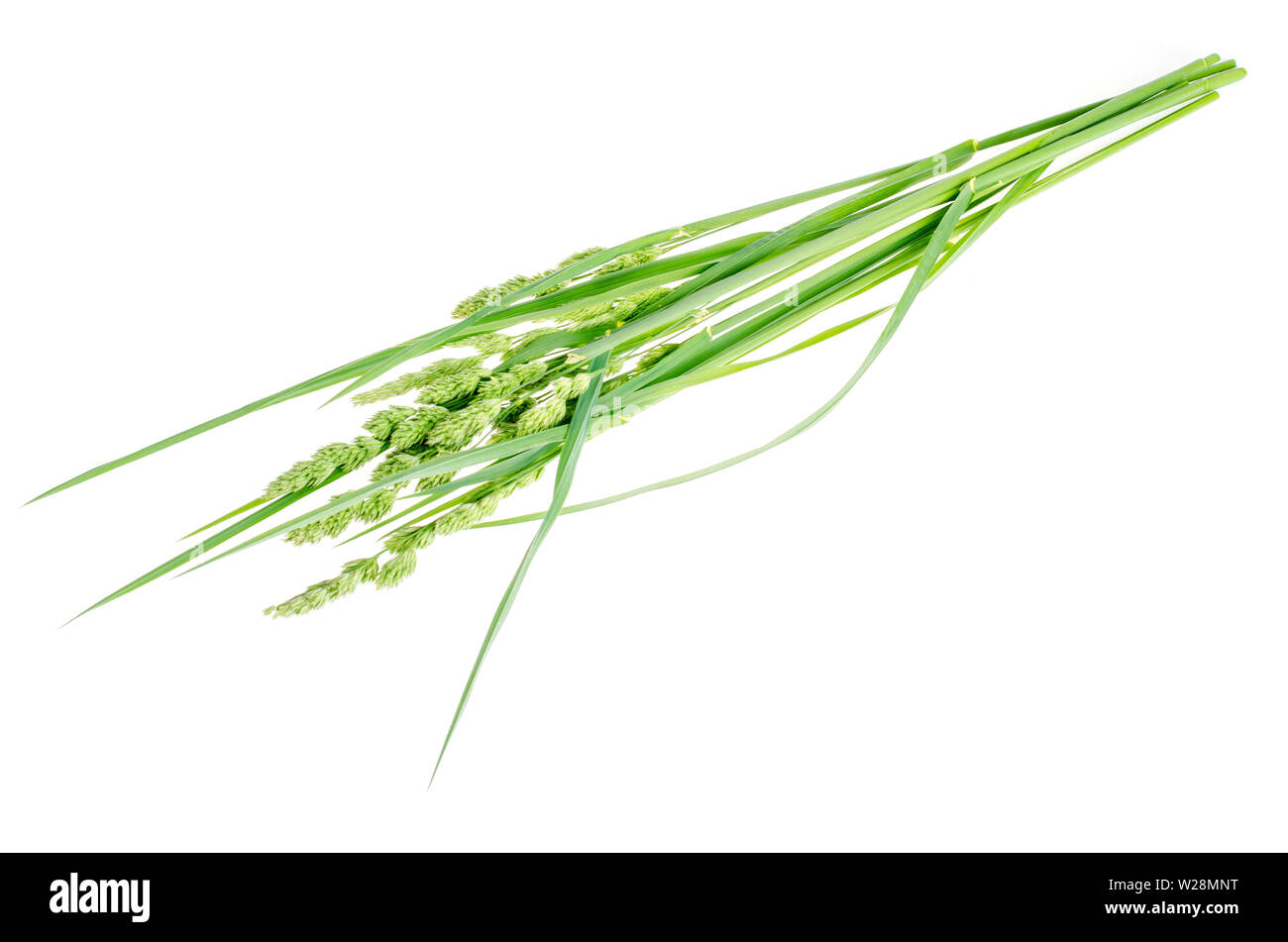 Bunch of wild green field grass isolated on white background Stock ...