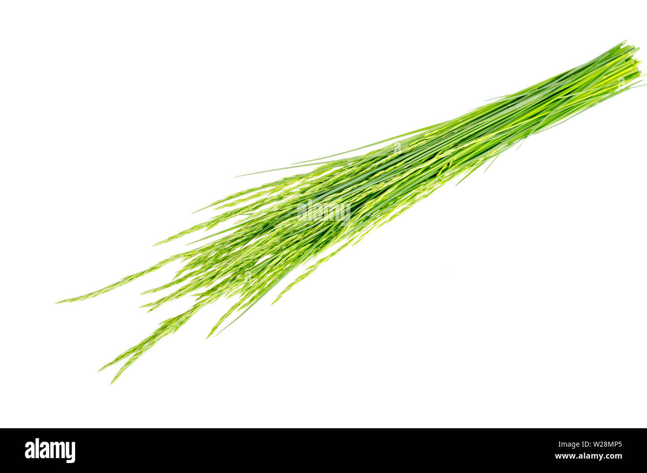 Bunch of wild green field grass isolated on white background Stock ...