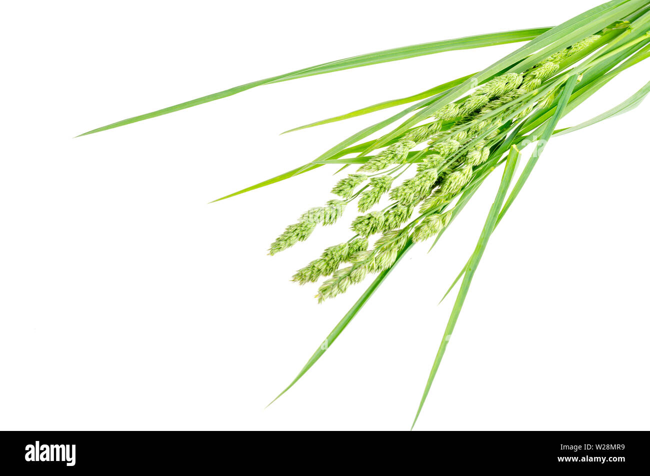 Bunch of wild green field grass isolated on white background Stock ...