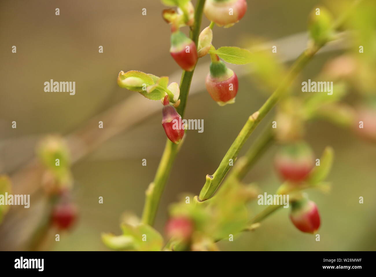 Flower buds of Vaccinium myrtillus, the European blueberry Stock Photo ...