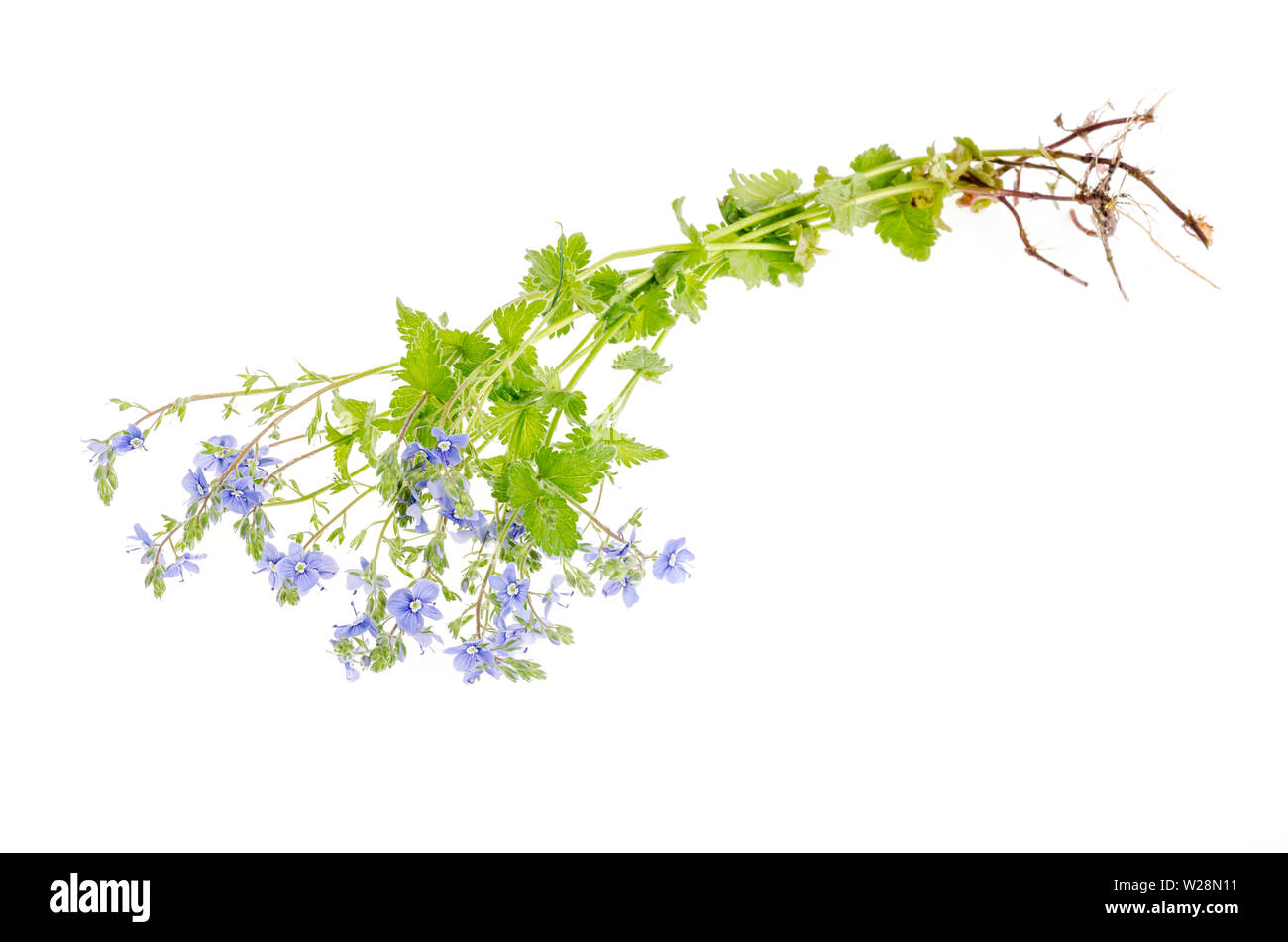 Blue Veronica flower isolated on white background Stock Photo - Alamy