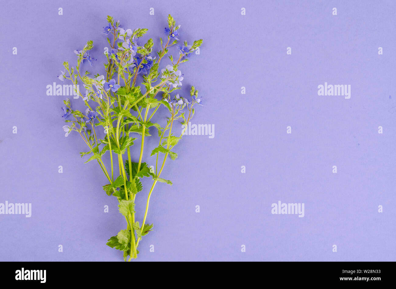 Blue flowers of veronica on lilac background Stock Photo - Alamy