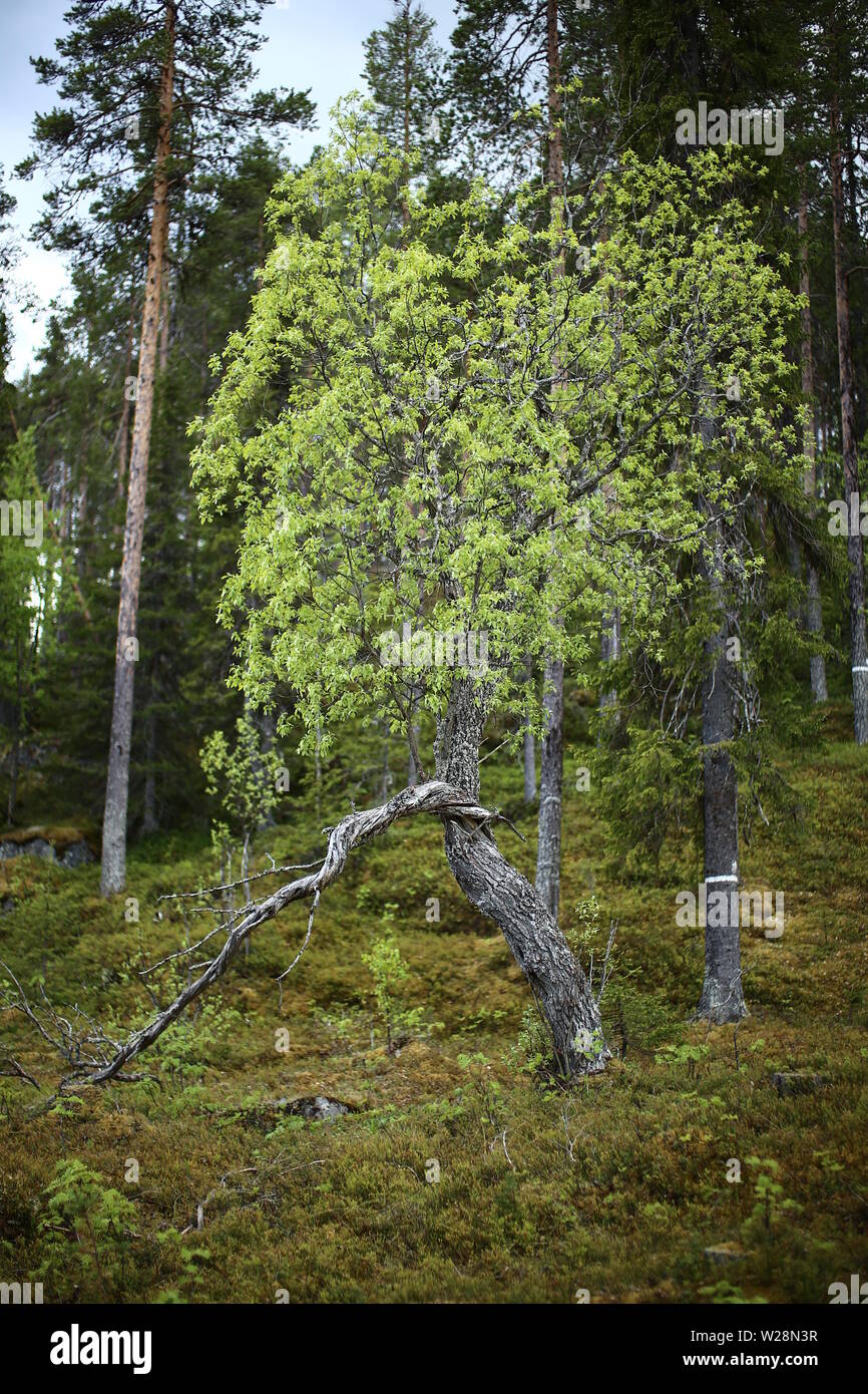 Brannberget hi-res stock photography and images - Alamy