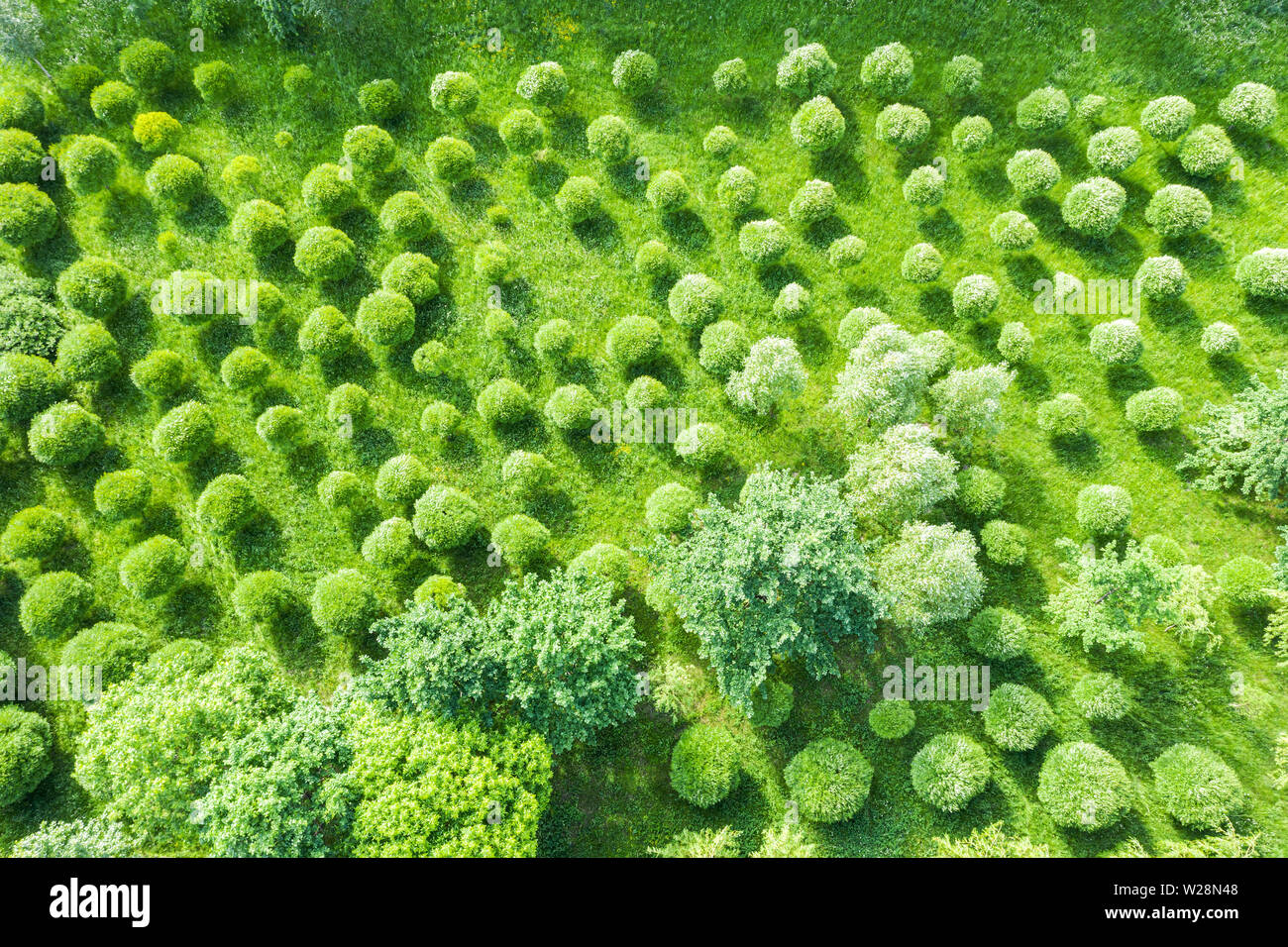 aerial top view of fresh green trees growing in park. natural summer ...