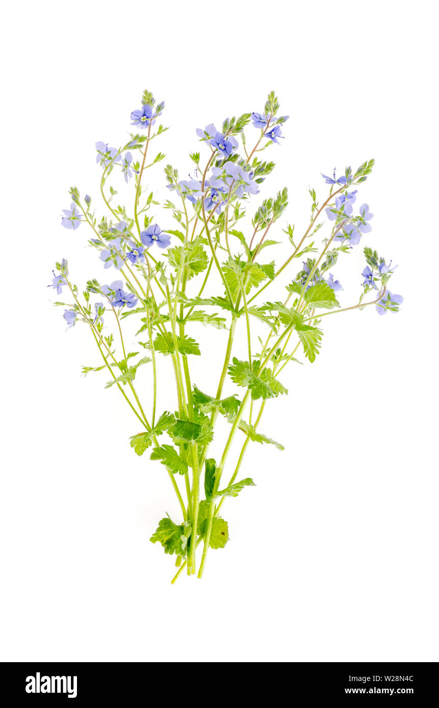 Blue Veronica flower isolated on white background Stock Photo - Alamy