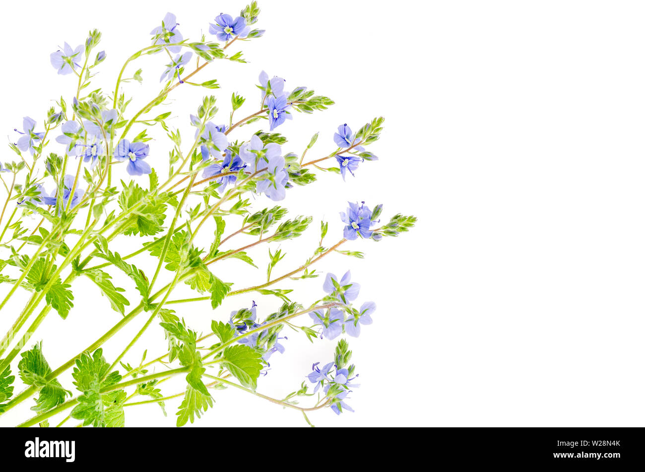 Blue Veronica flower isolated on white background Stock Photo - Alamy