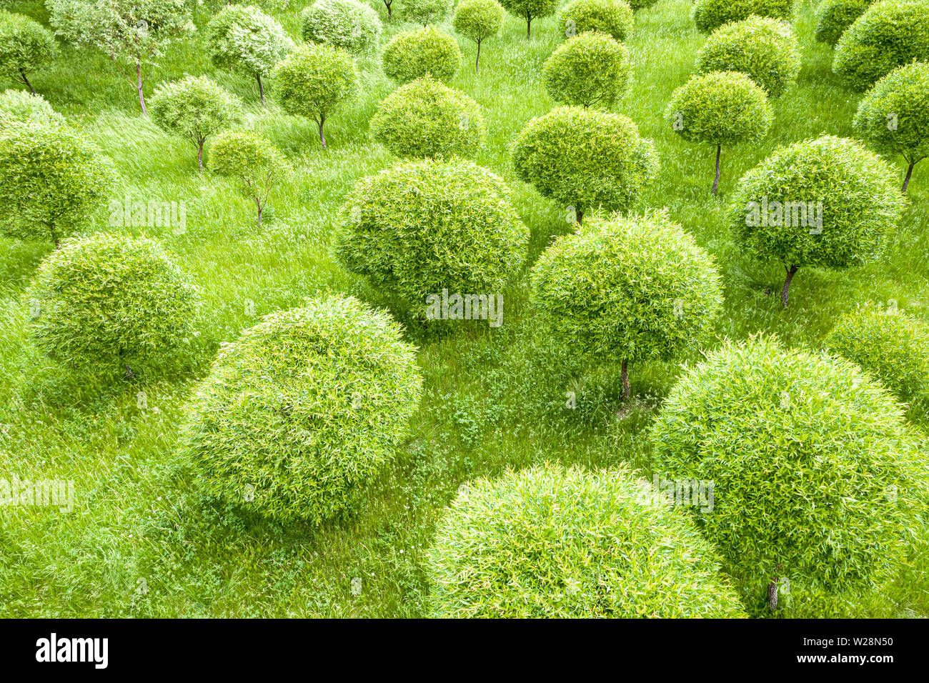 green trees growing in garden. top view of summer landscape Stock Photo ...