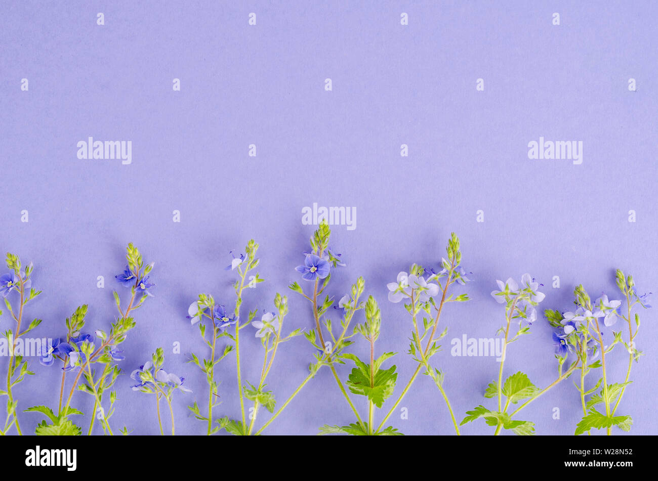 Blue flowers of veronica on lilac background Stock Photo - Alamy