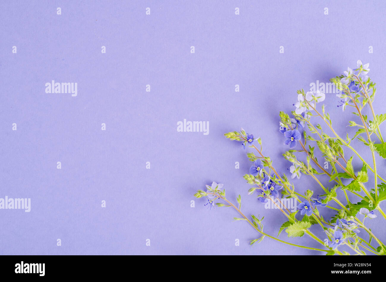 Blue flowers of veronica on lilac background Stock Photo - Alamy