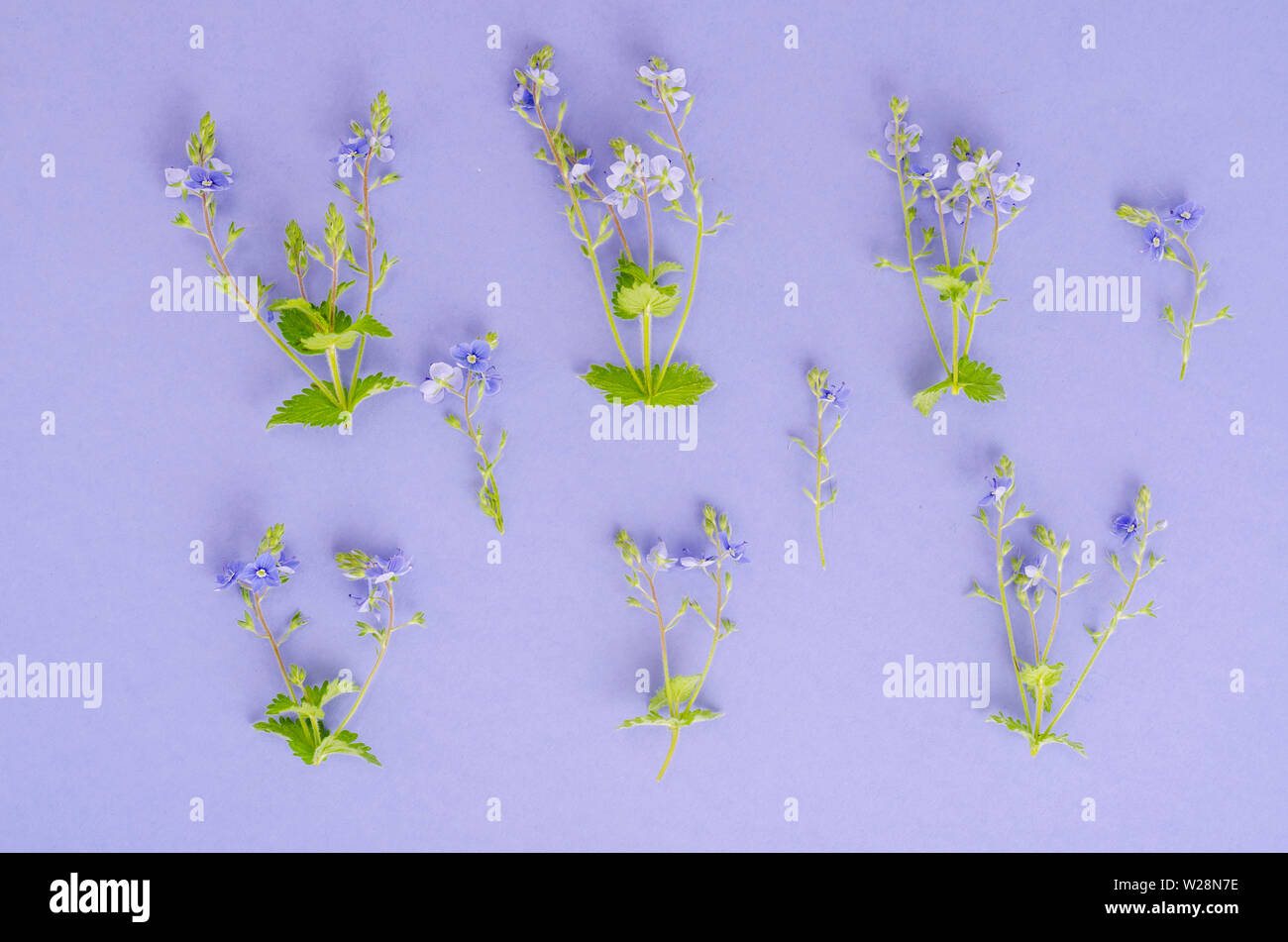 Blue flowers of veronica on lilac background Stock Photo - Alamy