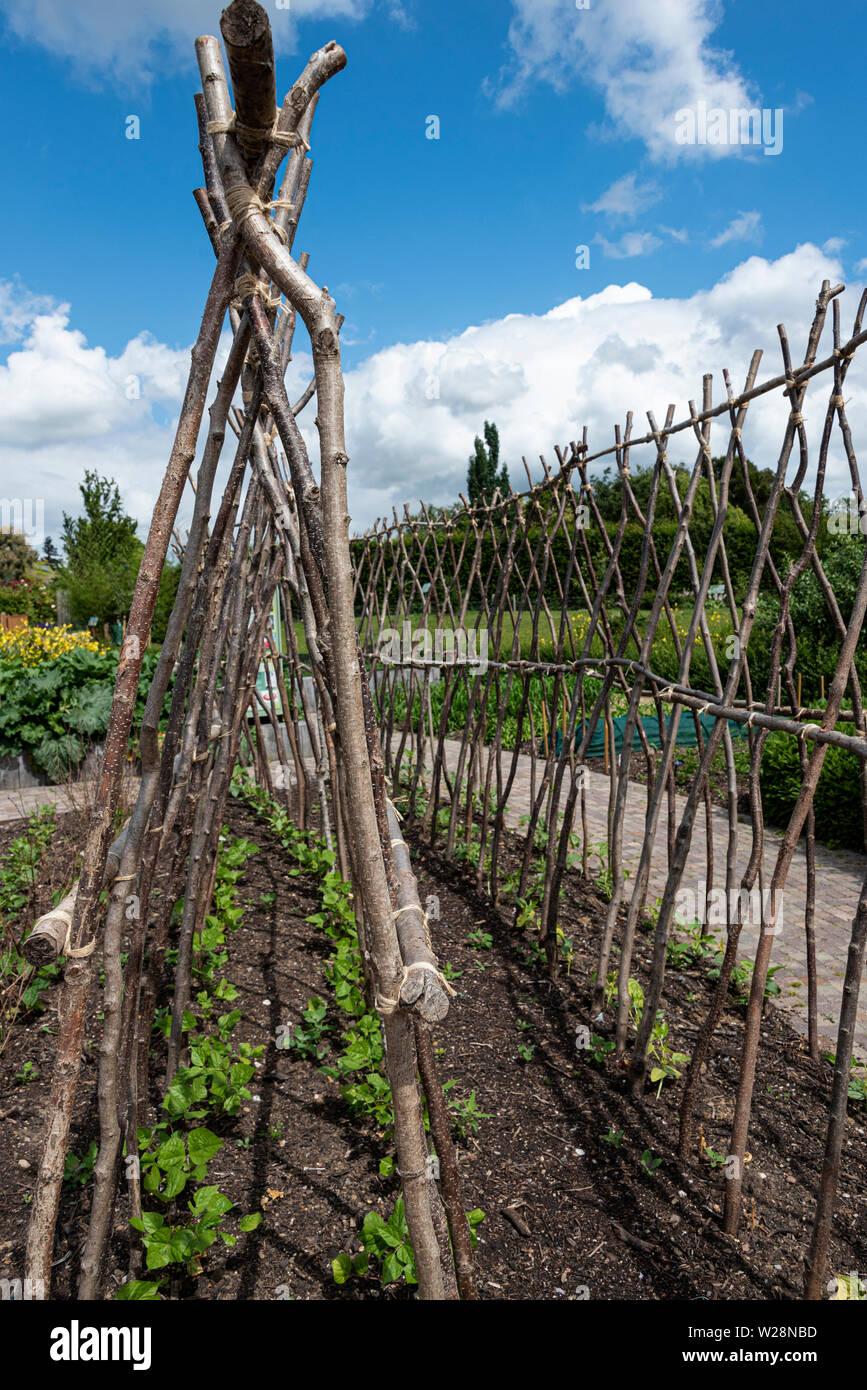 Climbing Bean Pole Support Best Support For Climbing Beans Byther