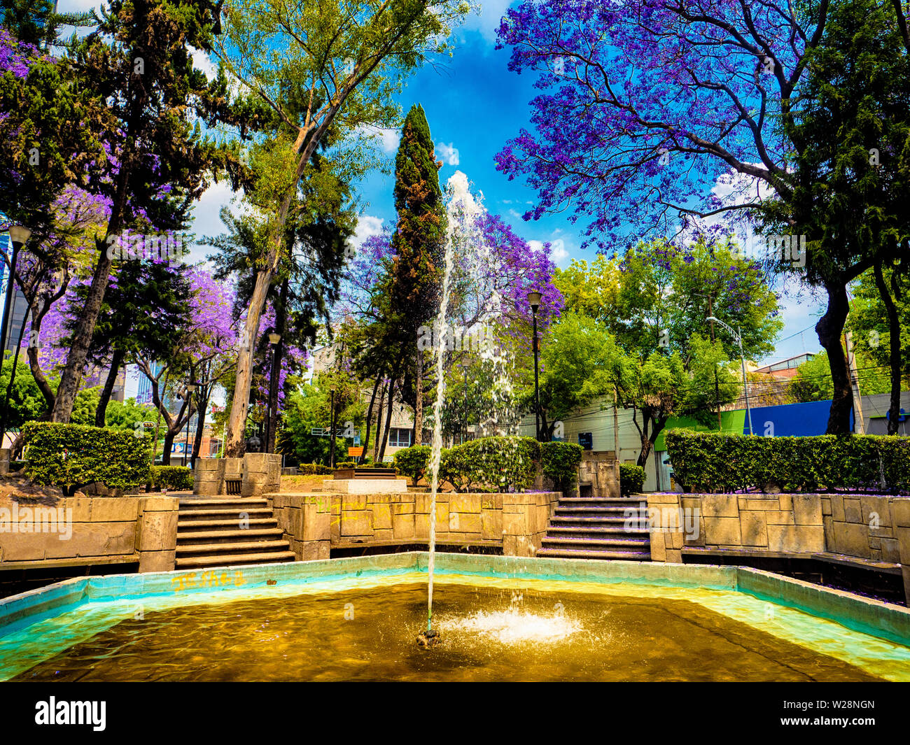 Jacaranda trees mexico city hi-res stock photography and images - Alamy