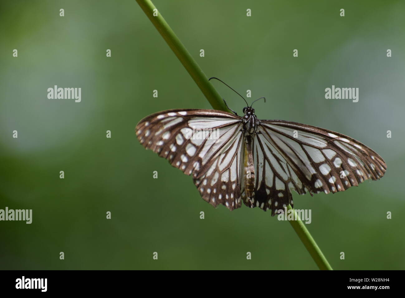 Ground colour fuliginous black hi-res stock photography and images - Alamy