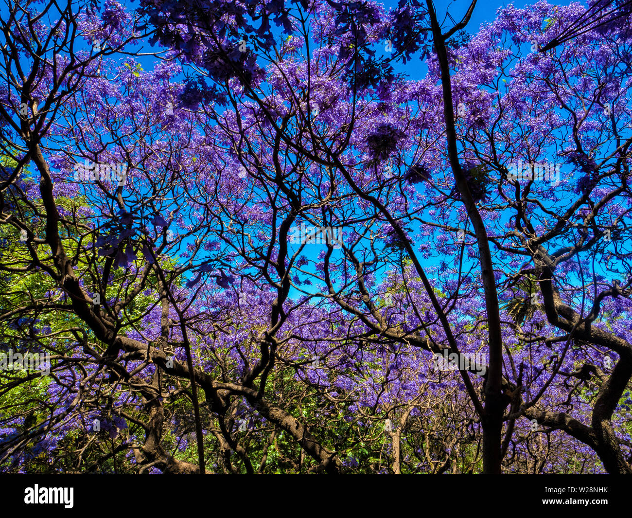 Jacaranda trees mexico city hi-res stock photography and images - Alamy