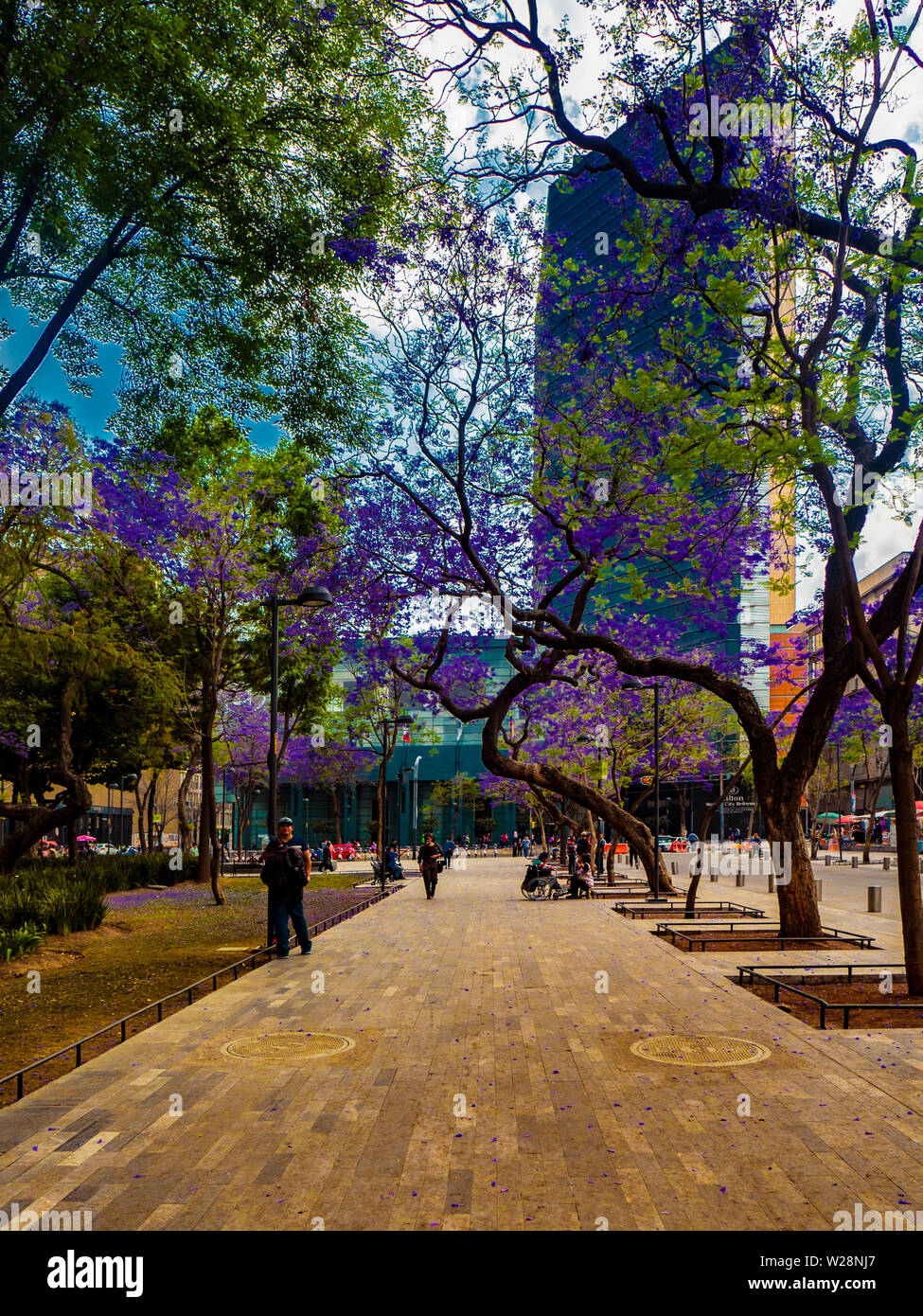 Jacaranda trees mexico city hi-res stock photography and images - Alamy