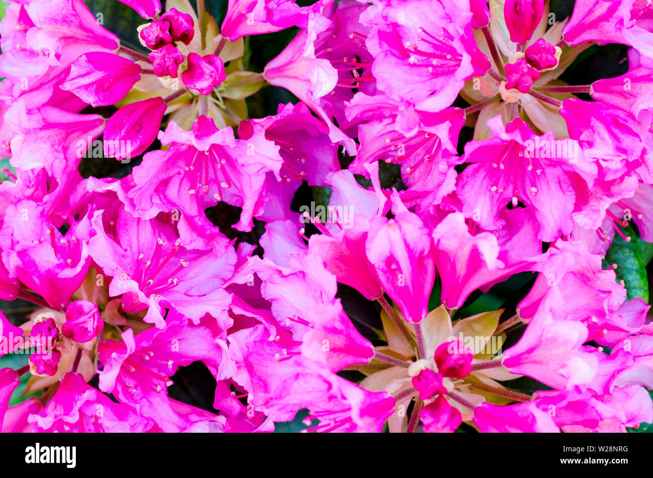 Bright background of pink flowers. Studio Photo Stock Photo - Alamy