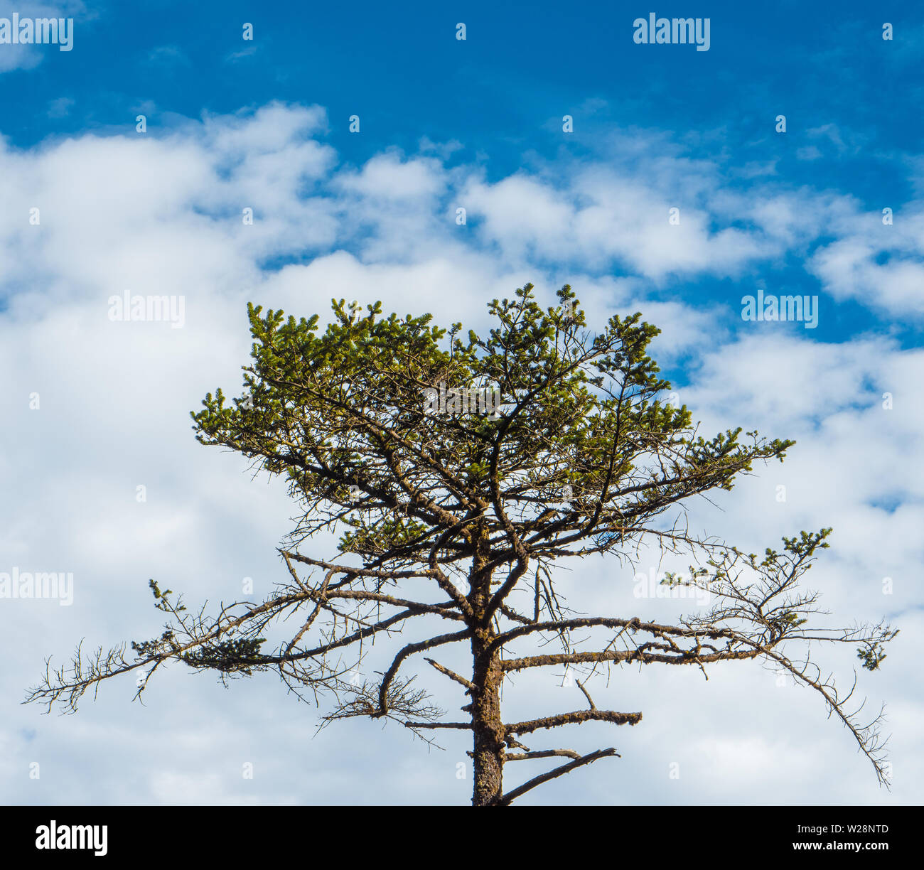 Himalayan pine forests hi-res stock photography and images - Alamy