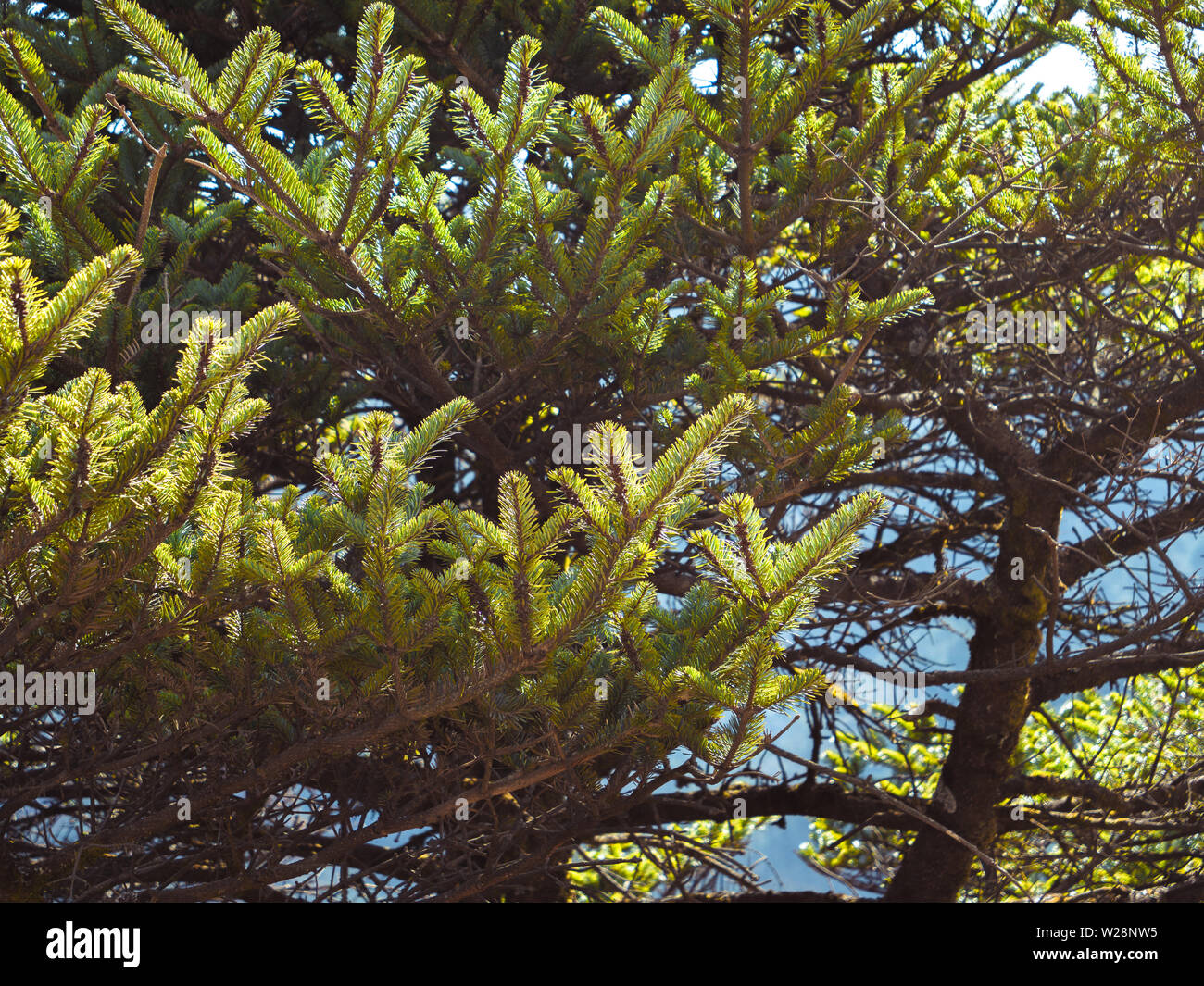 pine like tree found in himalayan treks Stock Photo - Alamy