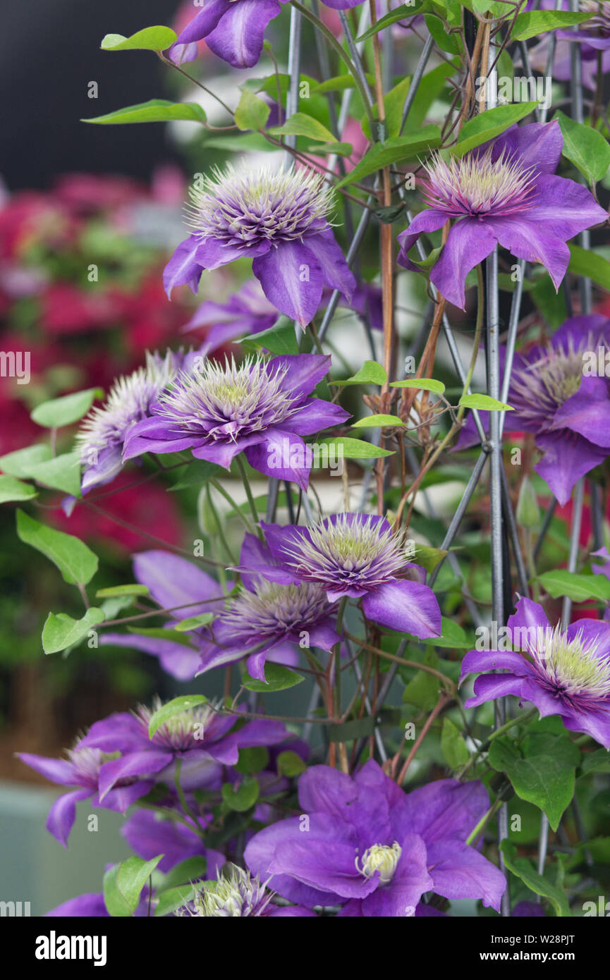 Clematis multi blue hi-res stock photography and images - Alamy