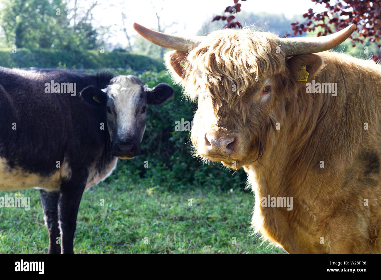 Highland bull in a meadow Stock Photo - Alamy