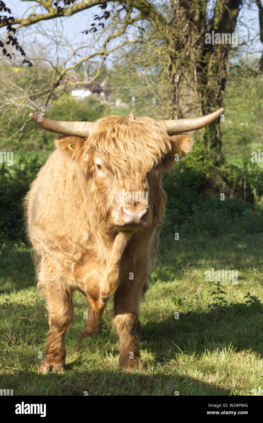 Highland bull in a meadow Stock Photo - Alamy