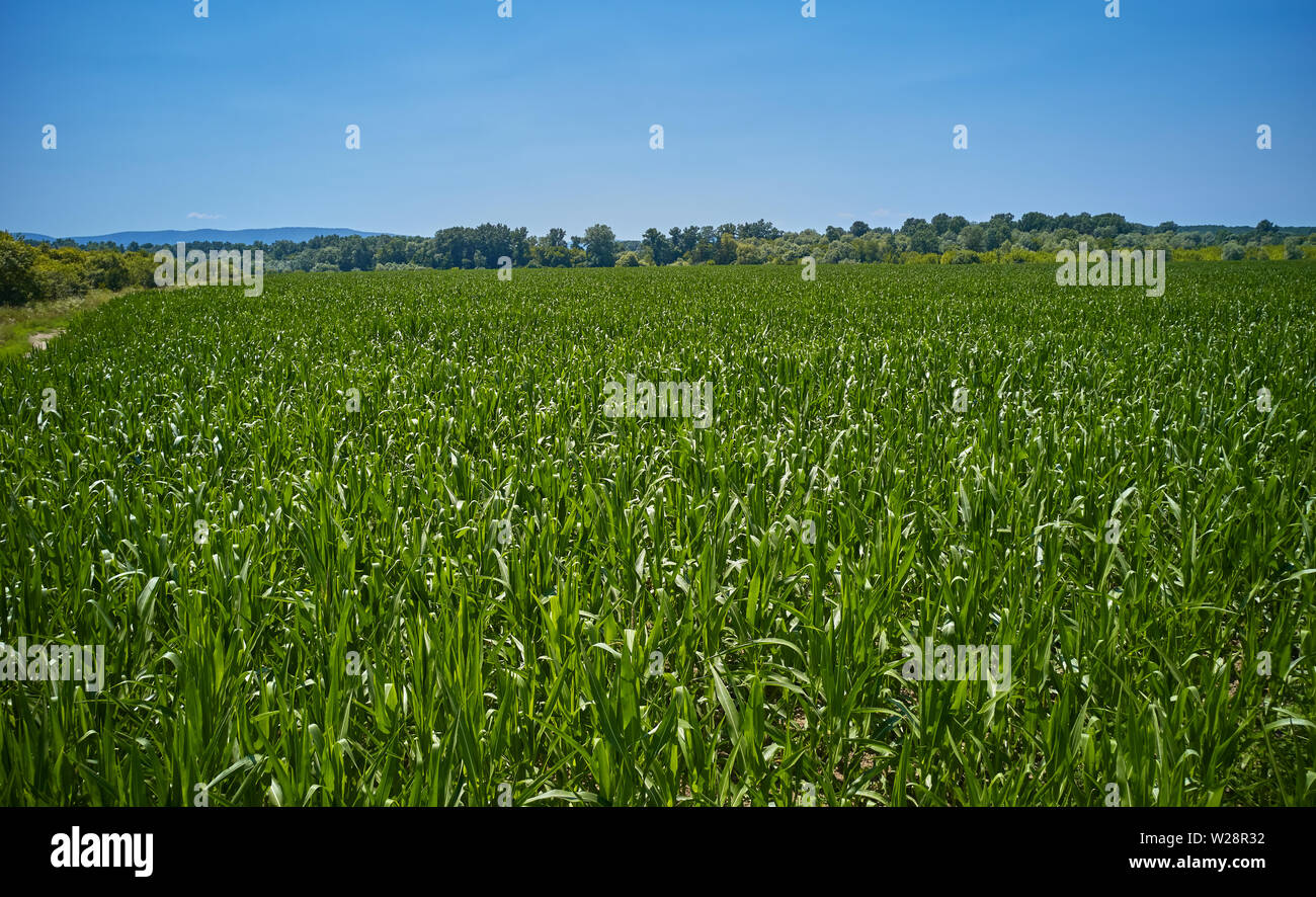 Cattle corn hi-res stock photography and images - Alamy