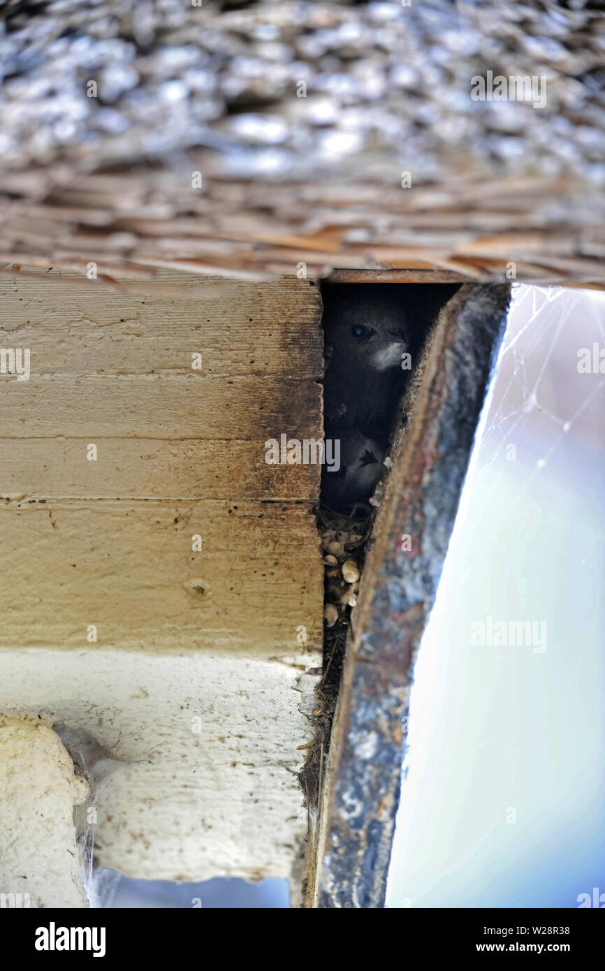 Apus apus chick hi-res stock photography and images - Alamy