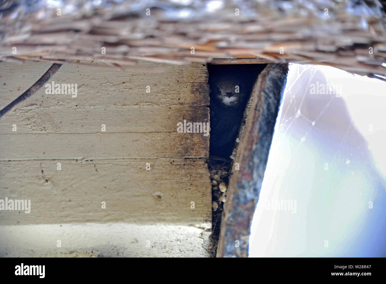 Apus apus chick hi-res stock photography and images - Alamy