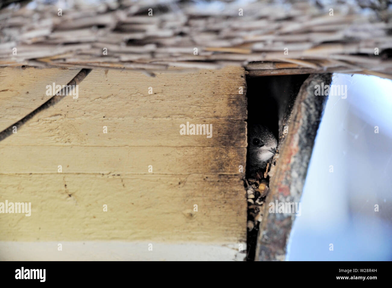 Apus apus chick hi-res stock photography and images - Alamy