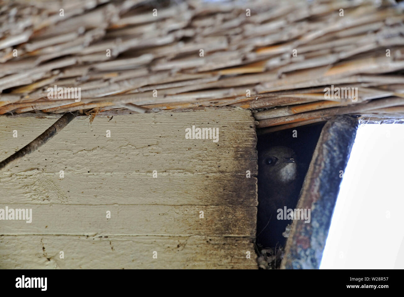 Apus apus chick hi-res stock photography and images - Alamy