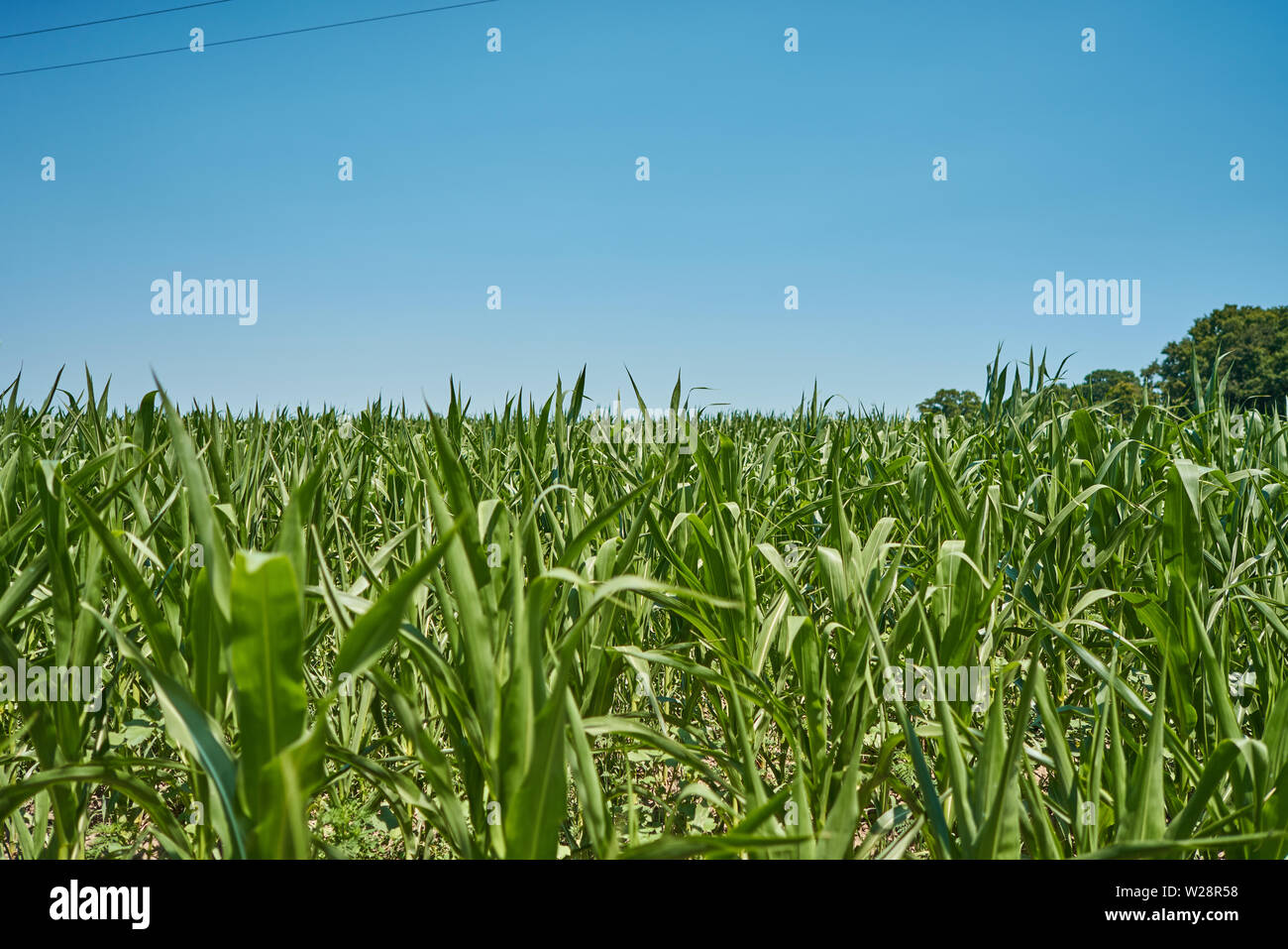 Cattle corn harvest hi-res stock photography and images - Alamy