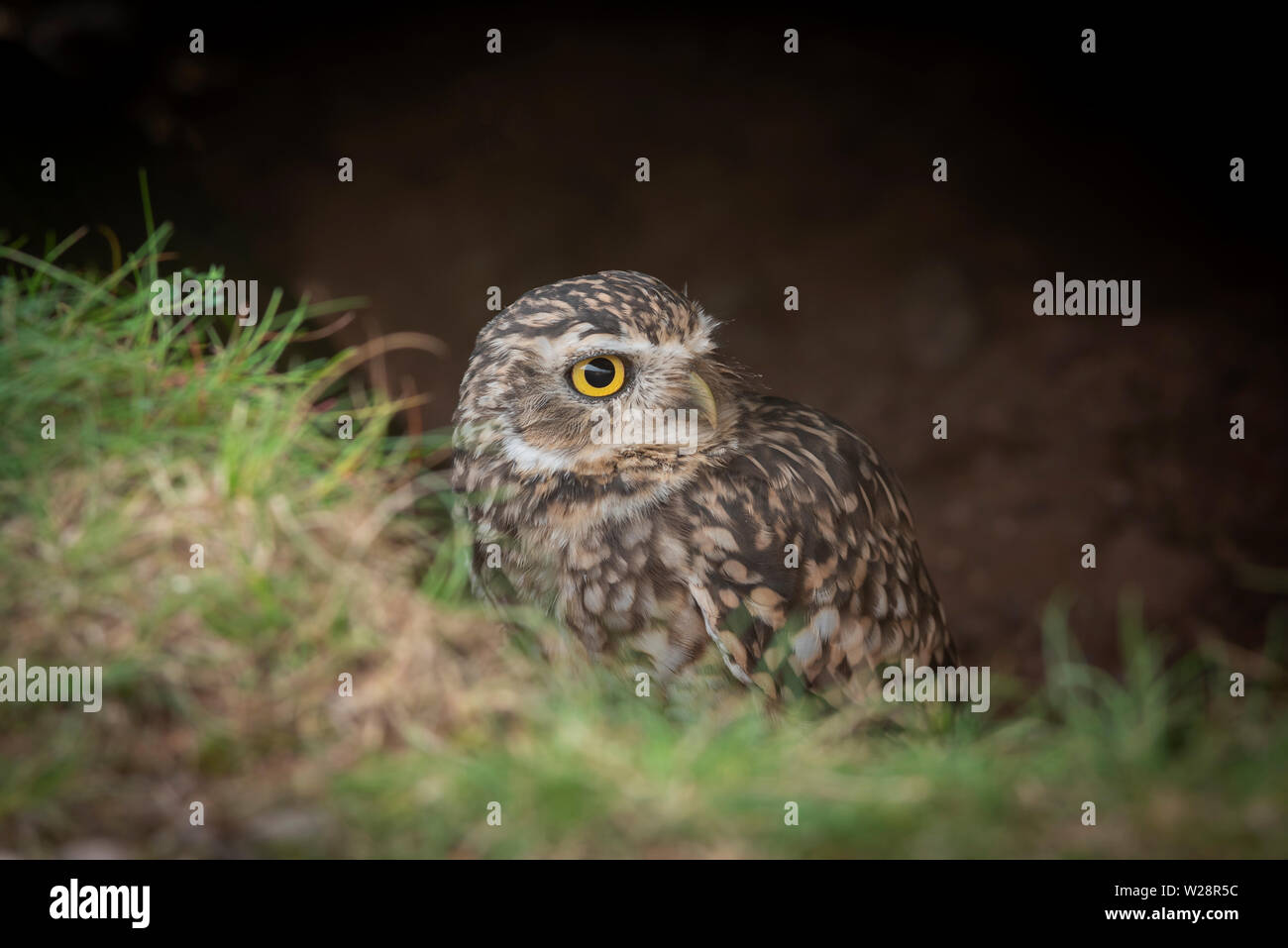 Burrowing owl watching hi-res stock photography and images - Alamy