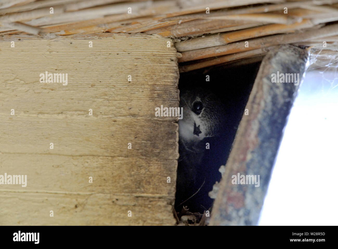 Apus apus chick hi-res stock photography and images - Alamy