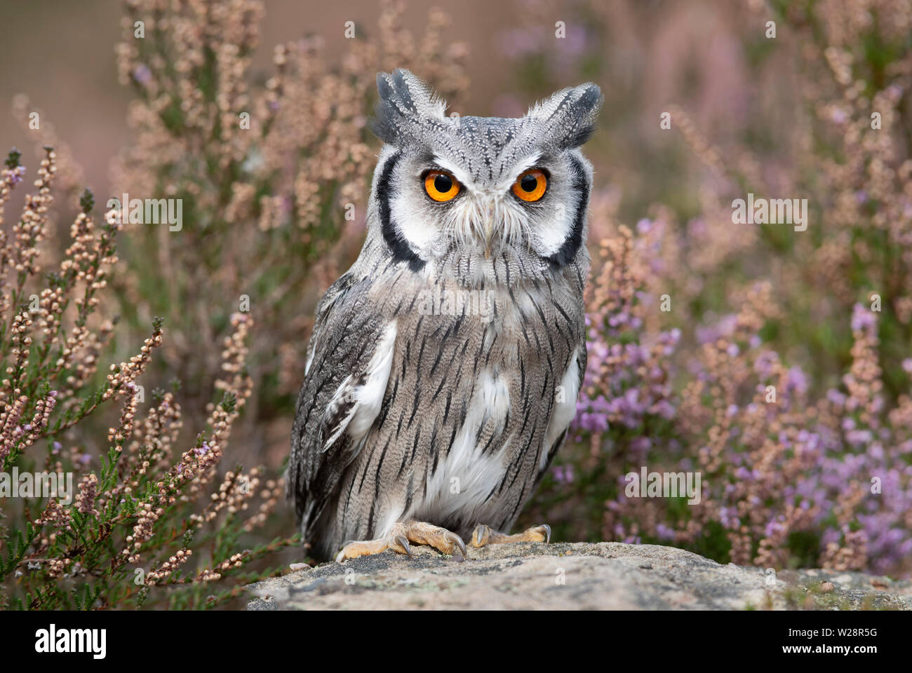 A close up portrait of a white faced scops owl as it stands on a roch ...