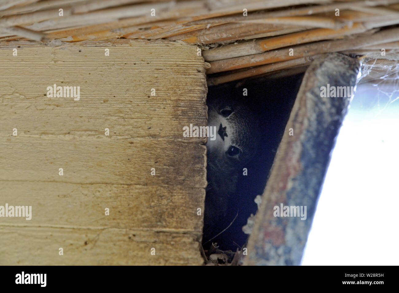 Apus apus chick hi-res stock photography and images - Alamy