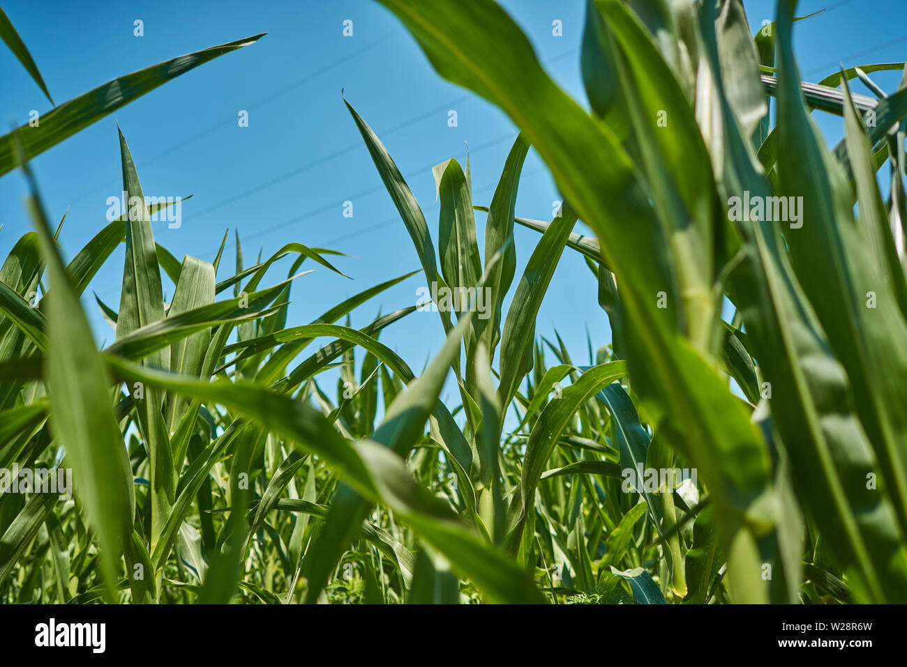 Cattle corn harvest hi-res stock photography and images - Alamy