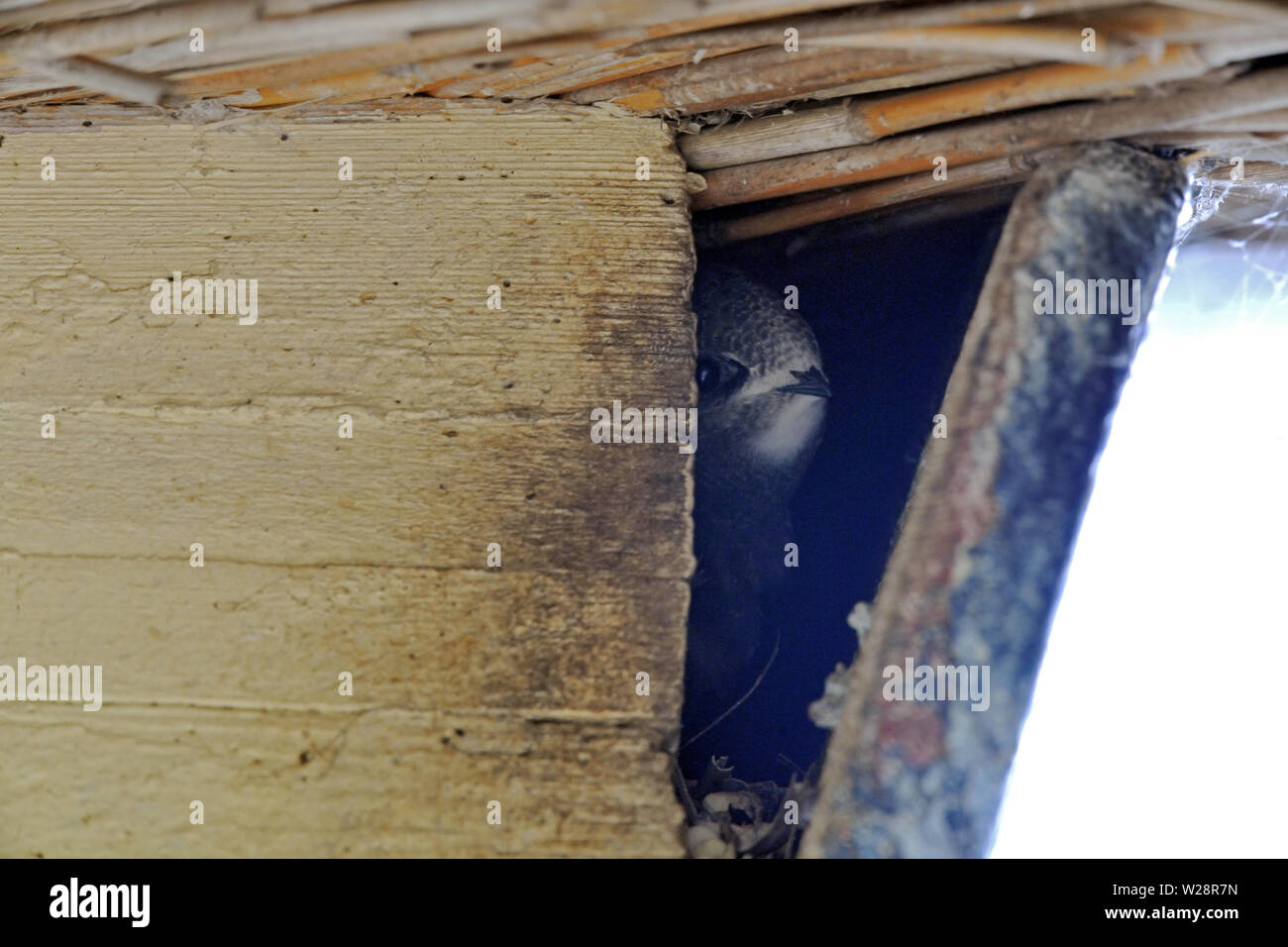 Apus apus chick hi-res stock photography and images - Alamy